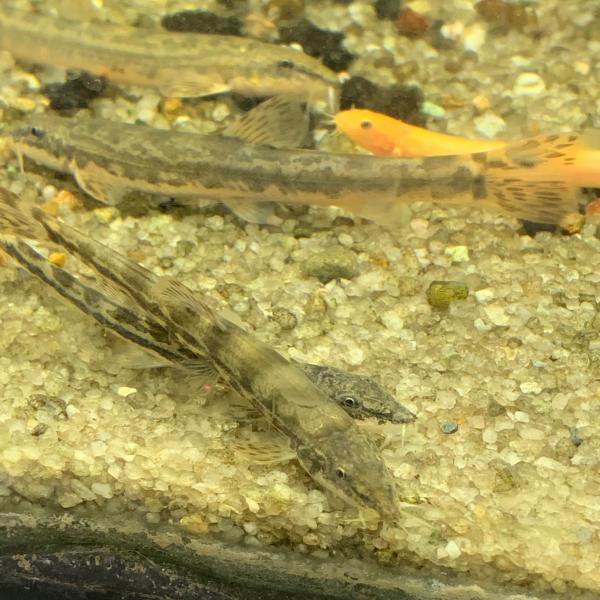 ※画像はイメージとなります。※お届けする個体は画像と色合いや柄が異なる場合がございます。■学名：Noemacheilus barbatulus toni■英名：Stone loach■別名：福泥鰌■分布：シベリア，中国東北部，朝鮮半島，サハ...