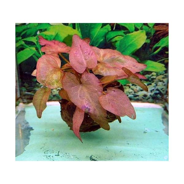 水草　かんたん　容易　二酸化炭素不要　CO2不要　強光不要球根　Nymphaea　スイレン　赤い水草　無農薬　めだか　ビオトープ