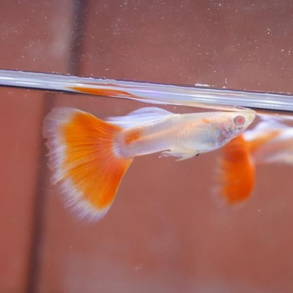 熱帯魚　生体　初心者　かんたんPoecilia reticulata　ミリオンフィッシュ　グッピー　卵胎生