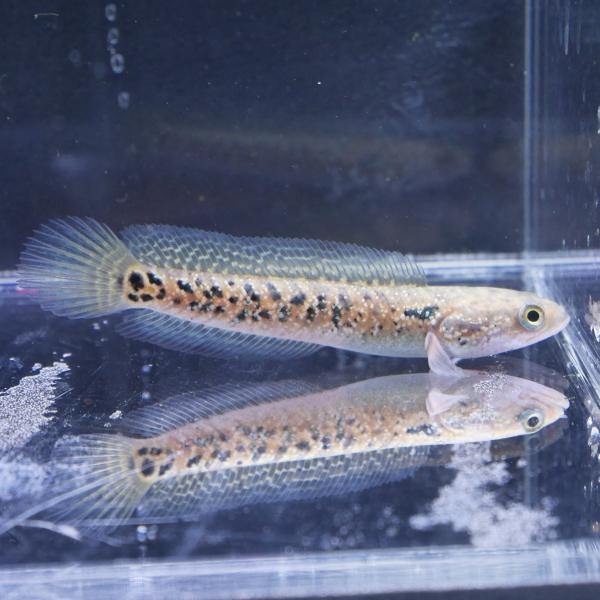 スネークヘッド　スネヘ　雷魚　ライギョ　スズキ目タイワンドジョウ科　熱帯魚　淡水魚　大型魚　中型　肉食魚　生体　アナバスキャリコスネークヘッド　Channa asiatica　