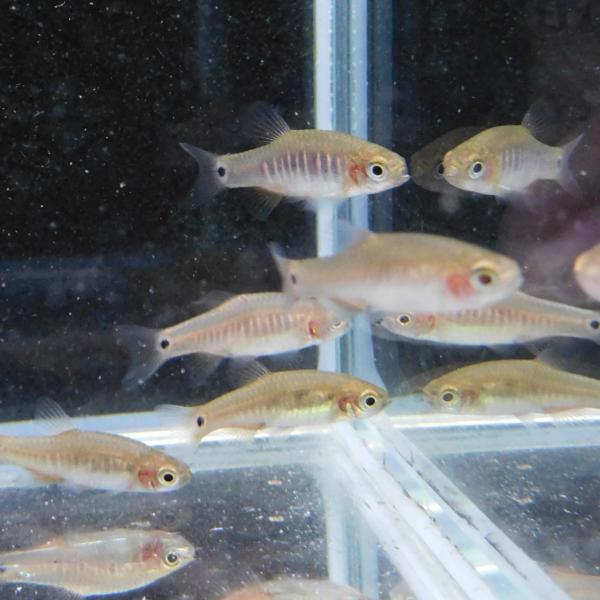 小型魚　熱帯魚　初心者　アクアリウム　簡単　コイの仲間　鯉ミクロラスボラ　エリスロミクロン　Celestichthys erythromicron　Danio erythromicron