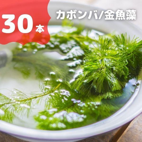 ※画像はイメージとなります。学名：Cabomba caroliniana分類：ハゴロモモ科カボンバ属飼育難易度：易しいカボンバは初心者の方にもおススメの水草で二酸化炭素を添加しなくても育てる事ができます。金魚藻（金魚草）としても有名で、金魚...