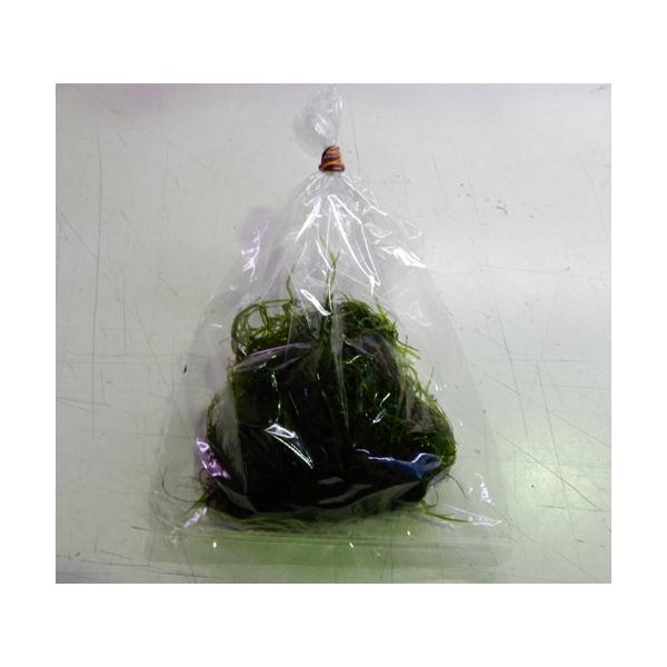 流木等に巻きつけて使ってください。丈夫な水草です。