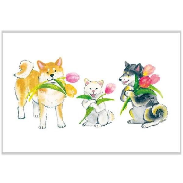 柴犬の水彩画でおなじみのイラストレーター、村田夏佳が描く、春と柴犬のやさしくて温かな世界です。サイズ：100×148mm素材：紙製株式会社アクティブコーポレーションポストカード　メッセージカード　ギフト　かわいい　プレゼント　ハガキ　葉書　...