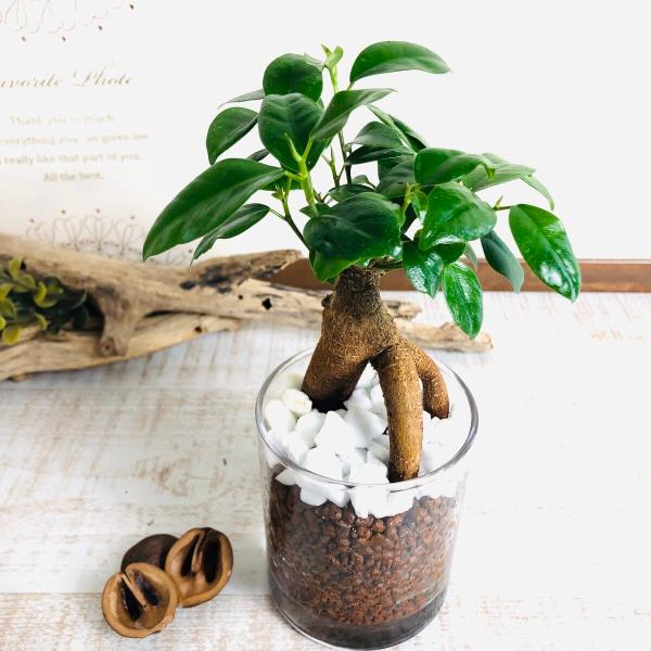 ラブリーポケットのハイドロカルチャーは、お部屋を清潔に保ち管理も簡単です。ハイドロカルチャーなので、お部屋を清潔に保ち管理も楽々です。培養土を使用しないので虫がよってこないメリットもあります。清潔に管理ができるので、リビングや食卓、トイレな...