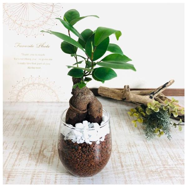 ラブリーポケットのハイドロカルチャーは、お部屋を清潔に保ち管理も簡単です。ハイドロカルチャーなので、お部屋を清潔に保ち管理も楽々です。培養土を使用しないので虫がよってこないメリットもあります。清潔に管理ができるので、リビングや食卓、トイレな...