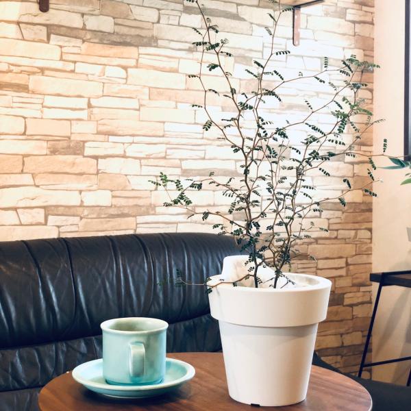 【品種名】ソフォラリトルベイビー　メルヘンの木【仕様】5号　底面吸水ポット　幅15cm 高さ14cm【商品説明】ソフォラは楕円形の小さな葉っぱが無数に連なるように成長するとても可愛い観葉植物です。とても強い植物で、インテリアでもスクスクと成...