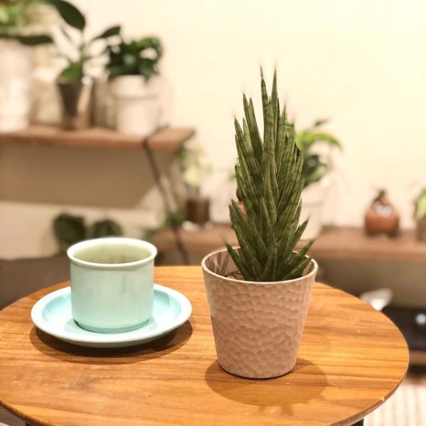 【品種名】フランシシー【仕様】4号　高さ 15cm　直径 12cm(鉢底穴あり)　全長 約20cm【商品説明】観葉植物には、NASAが認めた空気清浄効果があります。サンスベリアはトップクラスで、有害物質を除去する空気清浄作用があります。 さ...