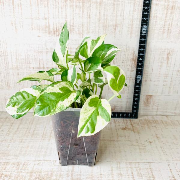 ご覧頂きありがとうございます。植物はポトスの中でもっとも美しいと言われる『ポトス・エンジョイ』です。 生長がゆっくりで形が崩れにくく育てやすいです。 根はとても強く寒さにも比較的強いので一年中楽しめます。中には、通気性・保水性に優れたベラボ...