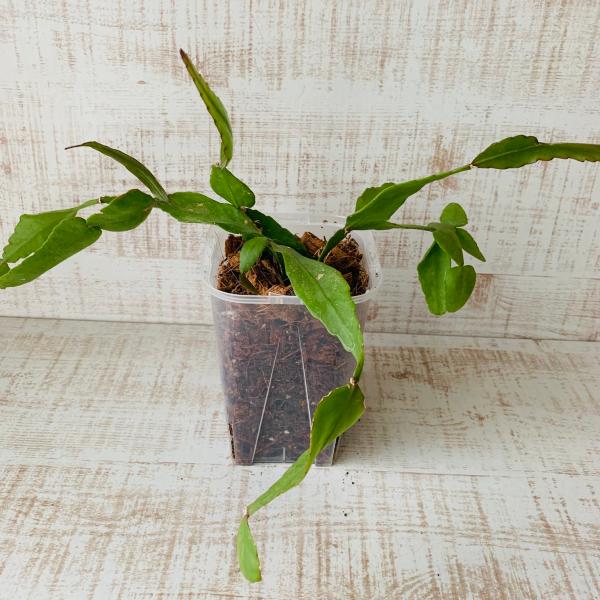 ご覧頂きありがとうございます。細い茎が伸びて垂れ下がる姿がとてもおしゃれなリプサリスです。吊り鉢や棚の上に飾ると、ナチュラルで優しい雰囲気を演出できます。サボテン科なのにトゲがほぼなく、扱いやすく、ペットや小さなお子さんがいる家庭にも人気の...