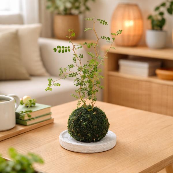 ご覧頂きありがとうございます。インテリアとしても人気の高い苔玉に、メルヘンの木を植え込んだ盆栽です。 可愛らしいミクロな葉っぱに細くて不思議なジグザグな姿が人気です。 明るくナチュラルな雰囲気でどんなインテリアにもよく似合います。  〇受け...