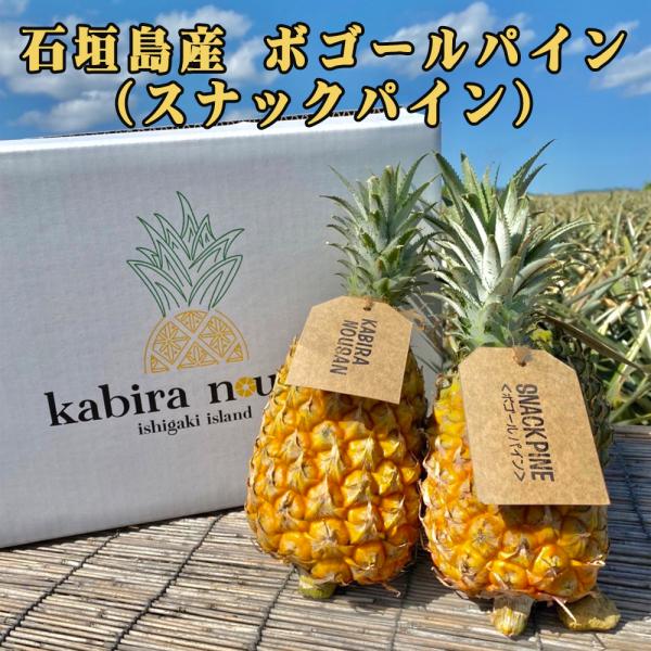 【発売日：2026年04月06日】商品名：石垣島産 ボゴール種（スナックパイン）内容量：3玉 2.5kg〜3.5kg / 6玉 5.5kg〜6.5kg発送時期：4月〜5月下旬販売元：くば笠屋（クバガサヤ/くばがさや）