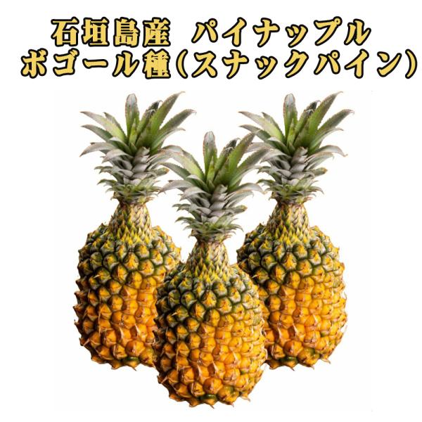 【発売日：2026年04月20日】商品名：石垣島産 ボゴール種（スナックパイン）内容量：約1.0kg（1〜2玉） / 約2.8kg（2〜4玉）販売元：くば笠屋（クバガサヤ/くばがさや）