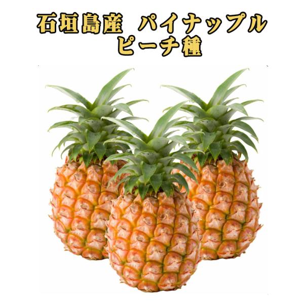【発売日：2026年04月20日】商品名：石垣島産 ピーチパイン内容量：約0.8kg（1〜2玉） / 約2.4kg（2〜4玉）販売元：くば笠屋（クバガサヤ/くばがさや）