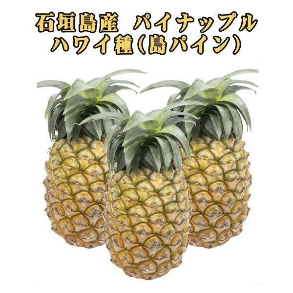 【発売日：2026年06月22日】商品名：石垣島産 ハワイ種（島パイン）内容量：約1.0kg（1〜2玉） / 約2.8kg（2〜4玉）販売元：くば笠屋（クバガサヤ/くばがさや）