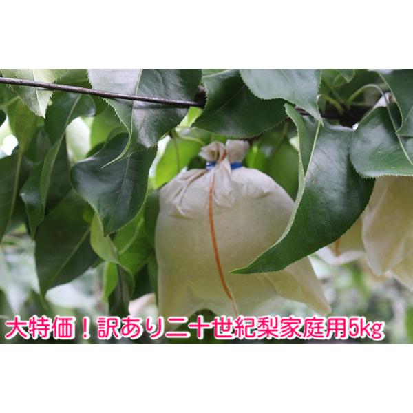 【発売日：2026年09月05日】品種　二十世紀　等級　格外〜良重量　5ｋｇ（18〜20個で数は選べません）荷姿　パック詰め2箱まで同梱可能凍霜害被害果を販売しますのでどうぞご利用ください。※凍霜害についての説明春季の降霜が果樹の新芽や花を...
