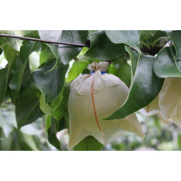 【発売日：2026年09月05日】品種　二十世紀等級　優（Bランク）重量　約10kg保存　発送日から2週間程度発送　ヤマト運輸常温発送家庭用の理由・果形不良（形が悪い）・表皮の荒れ糖度硬度食味はAランク秀品と変わりません※ストアメールにて注...