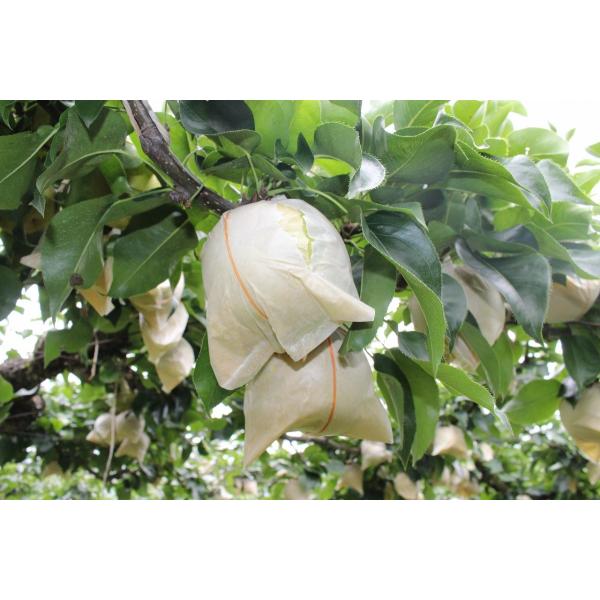 【発売日：2026年09月05日】品種　二十世紀等級　特秀〜秀重量　約10kg保存　発送日から2週間程度発送　ヤマト運輸常温発送※ストアメールにて注意事項等の内容を送信していますので必ずご確認ください