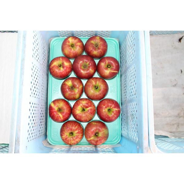 【発売日：2026年08月15日】品種　サンつがる等級　特秀〜秀Aランク重量　4.5kg〜4.8kg保存　中間地10日夏りんご酸味少なく甘さが強いです※ストアメールにて注意事項等の内容を送信していますので必ずご確認ください