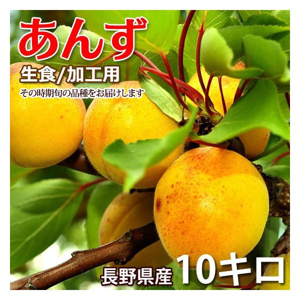 【発売日：2026年06月25日】旬：7月の約1ヶ月あんず　10kg　長野県産　その時期旬のあんずをお届けします！昭和/信山丸/信月　生食/加工用に。※一部地域へは別途送料（/個）がかかりますのでご了承ください。