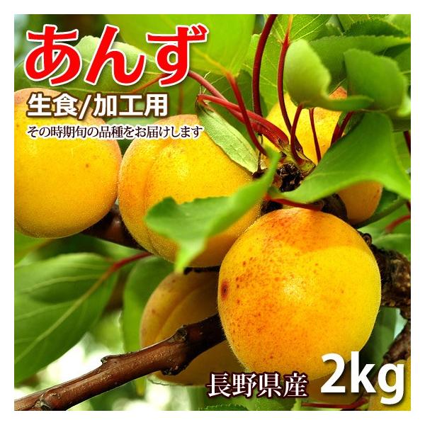 【発売日：2026年06月25日】旬：7月前後の約1ヶ月あんず　2kg　長野県産　その時期旬のあんずをお届けします。昭和/信山丸/信月　生食/加工用に。※一部地域へは別途送料（/個）がかかりますのでご了承ください。