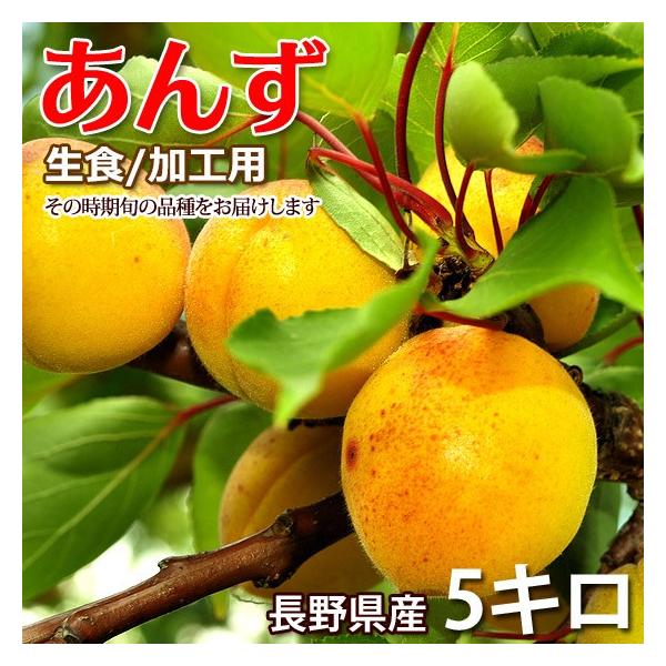 【発売日：2026年06月25日】旬：7月の約1ヶ月あんず　5kg　長野県産　その時期旬のあんずをお届けします！昭和/信山丸/信月　生食/加工用に。※一部地域へは別途送料（/個）がかかりますのでご了承ください。