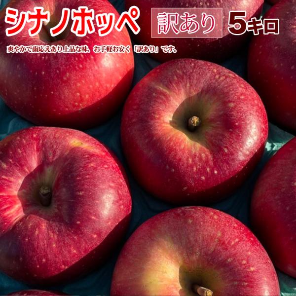 【発売日：2026年11月05日】旬：10月下旬〜11月下旬シナノホッペ 訳あり 5kg キズ・サビ・形歪の家庭向きりんごやっと流通量が増えてきたシナノホッペ。大きく育つ傾向（大玉）の品種で、甘みが強め、やさしい酸味、果汁も多め、果肉は硬め...