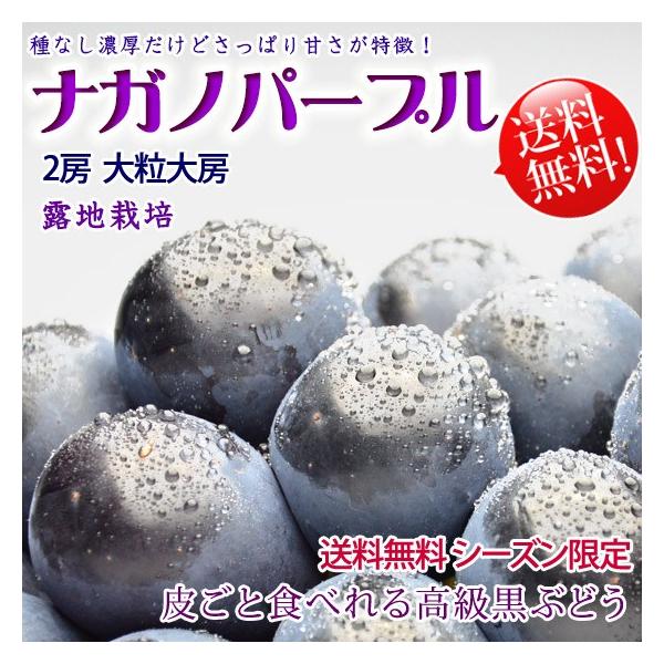 【発売日：2026年09月05日】旬：9月上旬〜約1ヶ月ナガノパープル2房送料無料　1.5kg　超びっくり大粒ぶどう！！※送料無料商品について、一部地域へは別途送料（/個）がかかりますのでご了承ください。