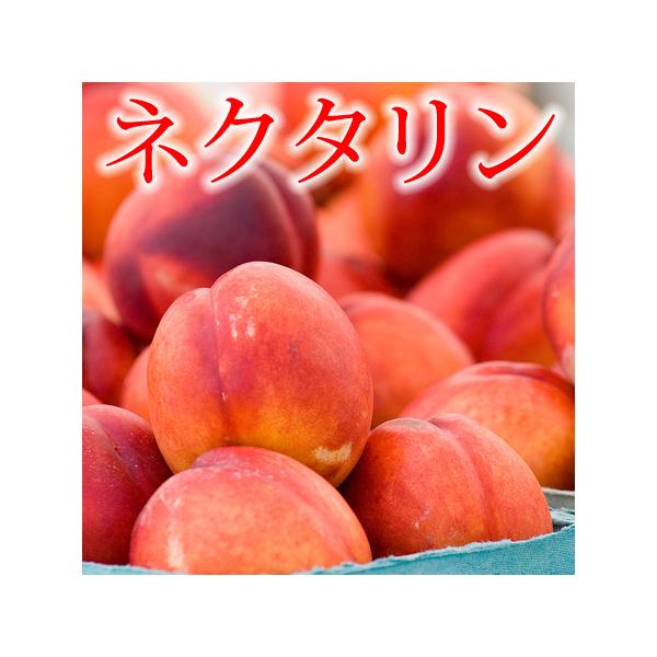 【発売日：2026年07月10日】旬：7月中旬から8月末まで常夏の国の鮮やかな花のような真紅の果実ネクタリンが熟し始めます。 日本国内での生産地は長野県が全体の約70％を占めています。果物王国・長野でももっとも盛んに育てられている品種のひと...
