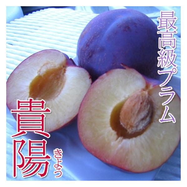 【発売日：2026年07月20日】旬：7月下旬〜約２週間貴陽プラムは、酸味が強く好みがはっきりしまいがちなプラムが多い中で、比較的酸味が少なくジューシーで甘いのが特徴です。 サイズも普通のプラムより2〜3倍くらいの大玉になります。雨が実にあ...