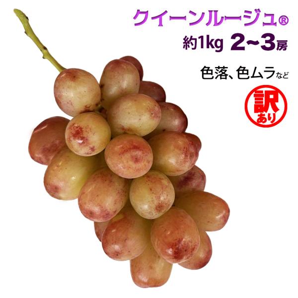 【発売日：2026年09月10日】旬：9月中旬〜約1ヶ月　　　クイーンルージュ(R)は、「シャインマスカット」と「ユニコーン」という２種類のブドウを交配して育成されました。品種登録は平成２９年とまだ間もないです、現在は長野県内のみでしか栽培...