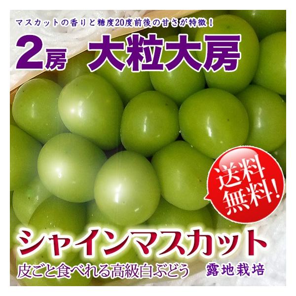 【発売日：2025年09月10日】旬：9月上中旬〜10月中下旬優れたマスカット香と20度前後に達する糖度が特徴。シャインマスカット　2房 シーズン限定販売 大粒大房 2房長野県産※送料無料商品について、一部地域へは別途送料（/個）がかかりま...