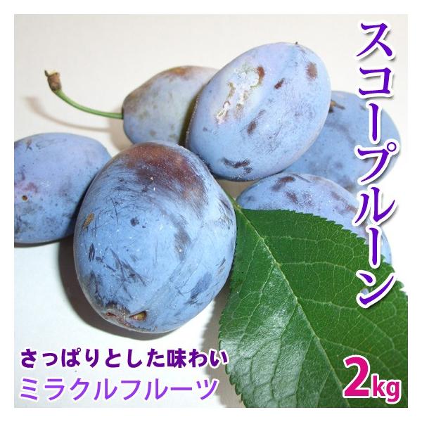 【発売日：2026年08月15日】旬：8月上中旬頃〜約1ヶ月果重は50ｇ〜60g前後で中程度。果実は楕円形。果肉は淡黄色で果汁が多いです。糖度は、他の品種に比べてやや低いですが、さっぱりとした味わいがあります。日持ちの良さが特徴でもあります...