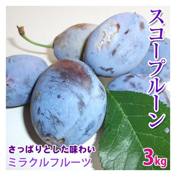 【発売日：2026年08月15日】旬：8月上中旬頃〜約1ヶ月果重は50ｇ〜60g前後で中程度。果実は楕円形。果肉は淡黄色で果汁が多いです。糖度は、他の品種に比べてやや低いですが、さっぱりとした味わいがあります。日持ちの良さが特徴でもあります...