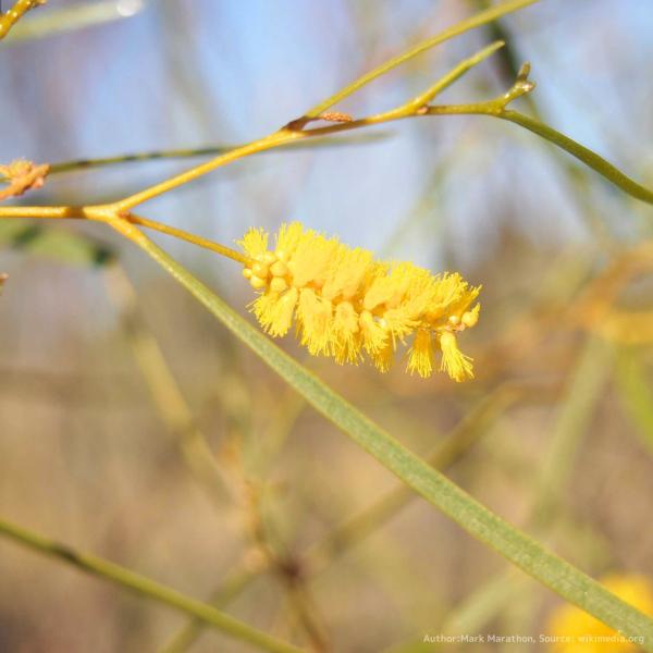 アカシア・アンキストロカルパは、小型のミモザ(アカシア)であり、黄色い花を咲かせ、オリーブグリーンの細長い葉をもちます。実の先端が鉤状になっており、種小名はギリシャ語の「釣り針」と「果物」に由来しています。そのため、「フィッシュフック・アカ...