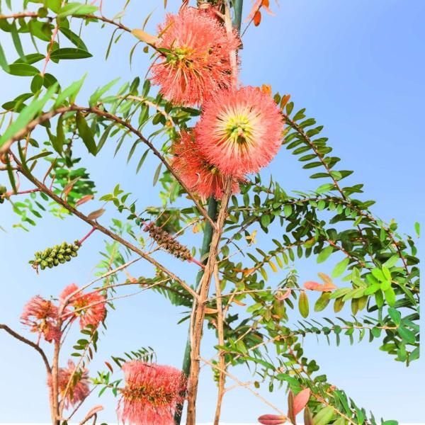 メラレウカ・ヒペリシフォリアは、赤色のブラシのような花を咲かせるオージープランツです。丈夫で順応性が高く、魅力的な花をもつコンパクトな木であり、庭園等に植樹されています。ソフトに枝垂れる枝を持ち、丸みを帯びた樹形にしたり、カーペット状の茂み...