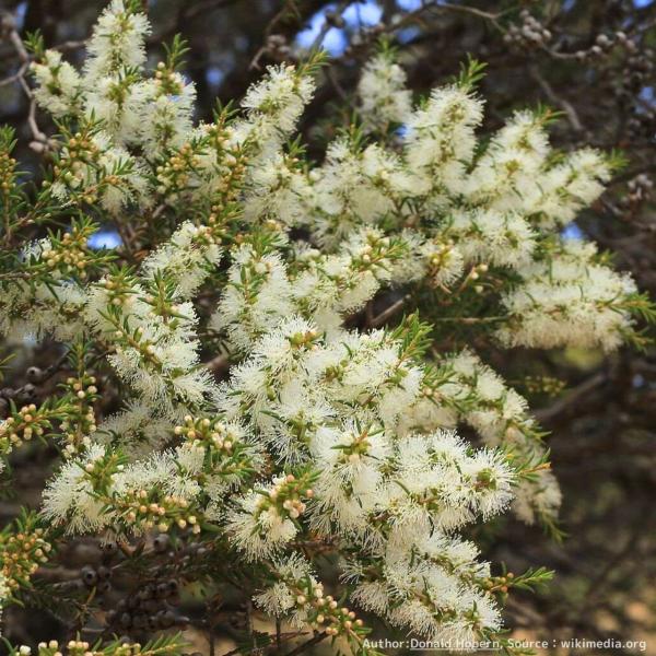 メラレウカ・ランセオラタは、クリーム色のブラシのような花を咲かせるオージープランツです。丈夫で、ある程度の霜にも耐え、観賞用の庭木や防風用の生け垣として植樹されています。ハチミツ用の花としても利用され、ムーナ・ハニーなどの名称で販売されてい...