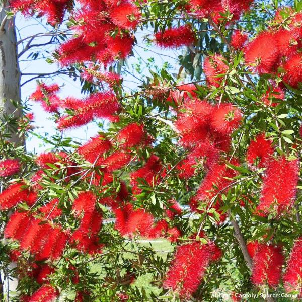 カリステモン・シトリヌスは、明るい緋色の花のブラシ状の花が特徴的なオージープランツです。「シトリヌス」はラテン語の「柑橘類」を意味し、葉の香りを示すとされます。細長い葉はお茶として使われることもあります。カリステモンは「金宝樹（キンボウジュ...