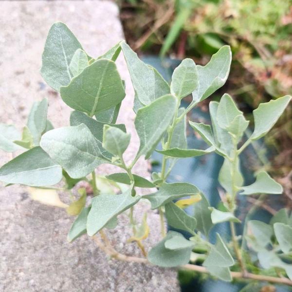 アトリプレックス・ハリムスは、地中海地域やアフリカ北部に生育する、ソルトブッシュです。灼熱の夏や乾燥に強いだけでなく、耐塩性と耐寒性を備えた丈夫な植物です。葉は食用や薬用、飼料としても使用され、地中海地域の人々や文学と関わりがあります。比較...