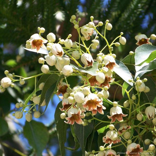 ブラキシトン・ポプルネウスは、鐘型の赤＆白の花を持つ、オーストラリアに生育する中型のブラキシトン（ボトルツリー）です。ポプラのような葉と、鐘形の花を持ち、花の外側は白色で内側には赤色の斑点があります。かつて、種子を焙煎してコーヒーの代替品に...