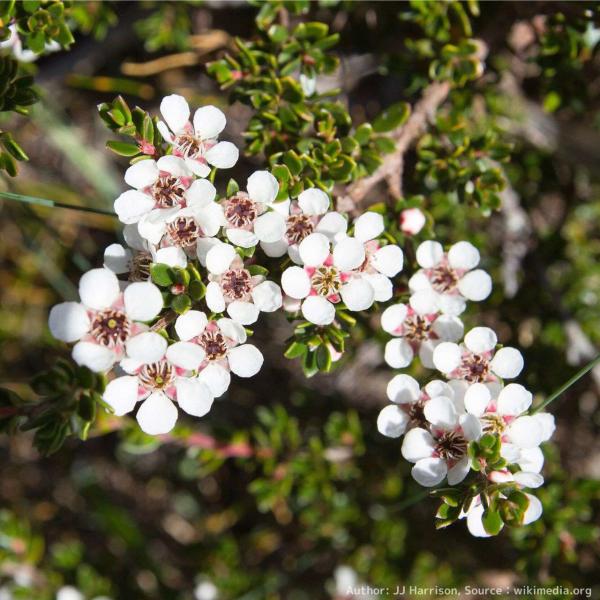 アルパイン・ティーツリーは、可憐な小さな白い花を咲かせ、楕円形の小葉をもつ、高地のティーツリーです。高山帯では平伏した樹形なり、プロスレート(ひれ伏した)・ティー ツリー とも呼ばれます。亜高山帯ではひれ伏さずに直立した低木になることがあり...