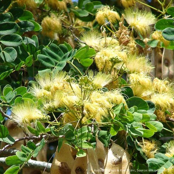 ビルマネムは、黄色い花を咲かせ、羽状の大きめの葉をもつ熱帯のネムノキの仲間です。古代インドではヴァーガイ (勝利)と呼ばれ、王が戦いに勝利した時に花輪を身に付けたとされます。鞘の中で種子が発する音から「シャクシャクの木」とも呼ばれます。・学...