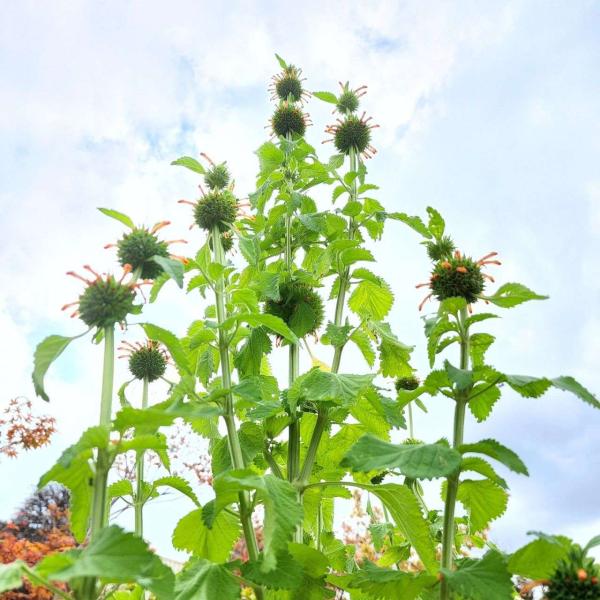 クリスマス・キャンドルスティックは、オレンジ色の独特の花を咲かせる、熱帯の草花です。一年ですくすく育ち、ときには背の丈を超え、夏の終わりから冬の始まりまで花を咲かせます。ハワイやフロリダ、ラテンアメリカ等の暖かい地域に植えられ、花はハチドリ...