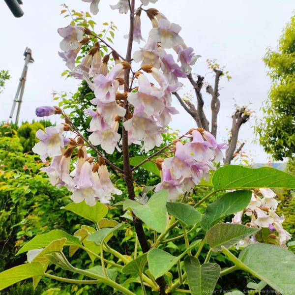 ポロウニア・フォーチュニーは、薄いパープル色を帯びた白色の花を咲かせる、桐の木です。成長が早くて耐寒性もあり、欧米の庭園にも植樹されています。木材的価値があり、古琴などの弦楽器など、様々な用途に使われています。比較的、成長が早くて丈夫であり...