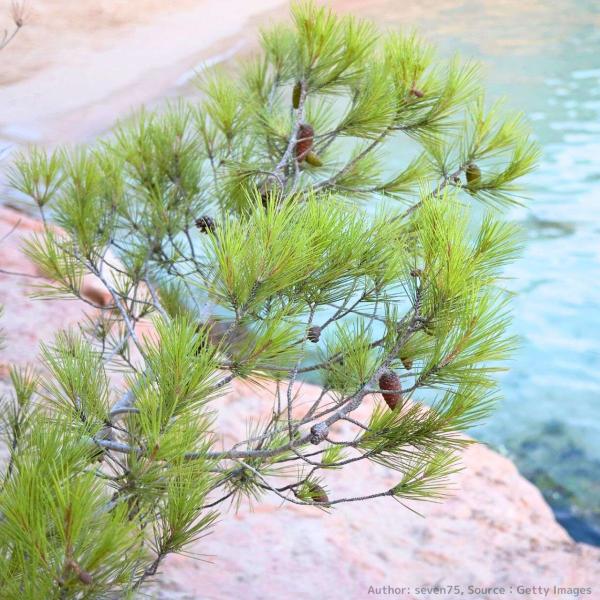 アレッポ松は、地中海地域の松であり、高温や乾燥に強く、耐寒性もある植物です。庭園に植樹されたり、ワインやデザートなどに使用されるほか、ハチミツ用にも利用されます。成長はゆっくりで、1年で20〜30cmであり、盆栽にも仕立てられています。比較...
