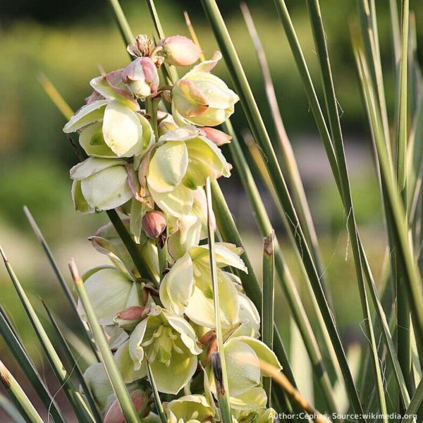 ユッカ・グラウカは、ユッカの中でも小型な種類であり、淡いグリーン色を帯びた白色の花を咲かせます。「ソープ・ウィード（石鹸の草）」とも呼ばれ、かつて根は石鹸として利用されました。また、ネイティブアメリカンは実を食用にしたり、葉はロープや儀式用...