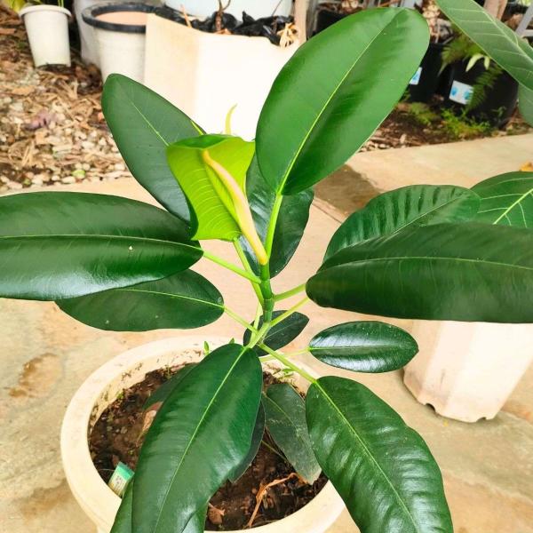オーストラリア・ゴムノキは、樹冠が広がる熱帯の木であり、観葉植物としても知られています。「モートン湾のいちじく」とも呼ばれます。（イチジク属です。）ハワイやカリフォルニア等の温暖地域ではシンボルツリーとして植樹されています。・学名：Ficu...