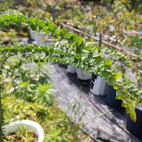 アカシア・プラビッシマは、小型のミモザ（アカシア）であり、ボール状の沢山の黄色い花を咲かせます。しなやかに湾曲する枝に、やや丸みを帯びた三角の小さな葉を付けることが特徴的です。「プラビッシマ」はラテン語の「非常に曲がった」に由来し、特徴的な...