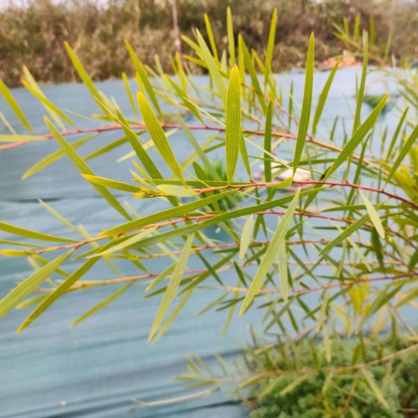 アカシア・ロンギフォリアは、小〜中型のアカシア(ミモザ)であり、明るい黄色い花を咲かせます。「ナガバアカシア」と呼ばれ、長細い笹状の葉を翼のように広げます。「ロンギフォリア」はラテン語の 「長い」 と「葉」に由来します。成長速度が速く、丈夫...