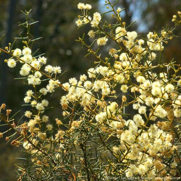 アカシア・ゲニスティフォリアは、小型のミモザ（アカシア）であり、レモンイエロー色のボール状の花を咲かせます。通常のアカシアと異なり、葉自体が、小さな尖った状態になっていることも個性的です。生育地では、森林や平地などの様々な土壌で生育していま...